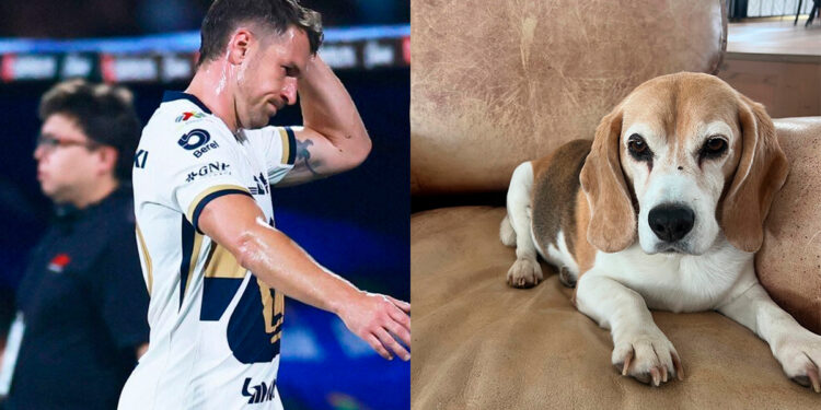 Aaron Ramsey, pide ayuda para encontrar a su perro perdido en San ...